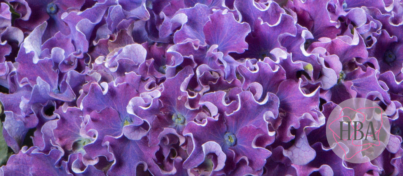 Curly® Sparkle blue purple - Hydrangea Breeders Association