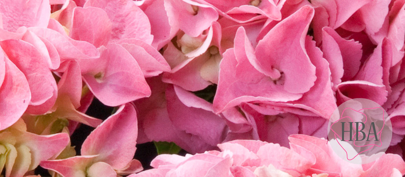 Early® pink - Hydrangea Breeders Association