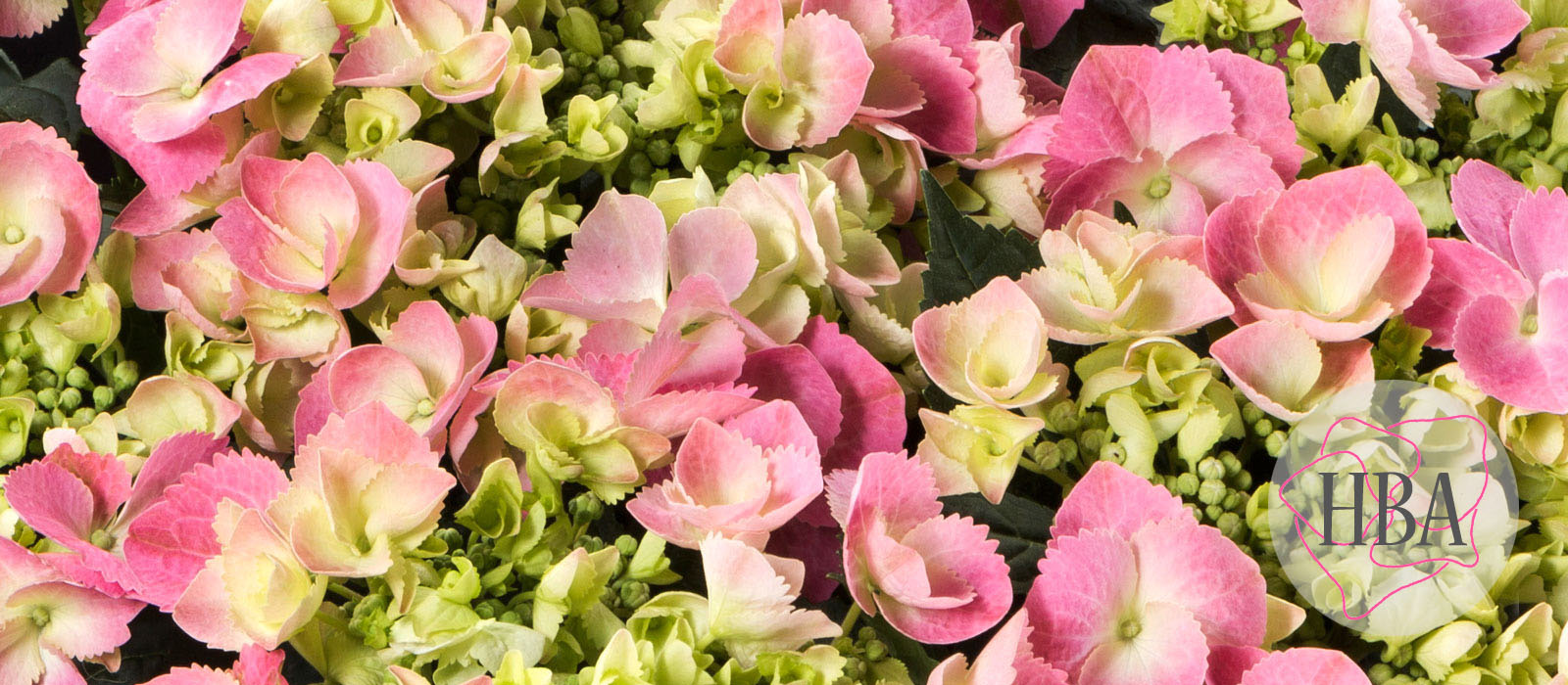 Frisbee® pink - Hydrangea Breeders Association