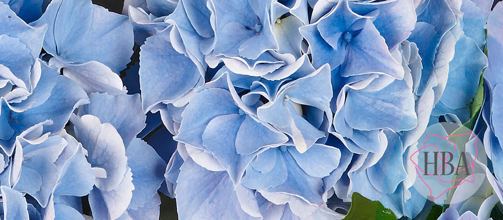 Saxon® Table Blue - Hydrangea Breeders Association