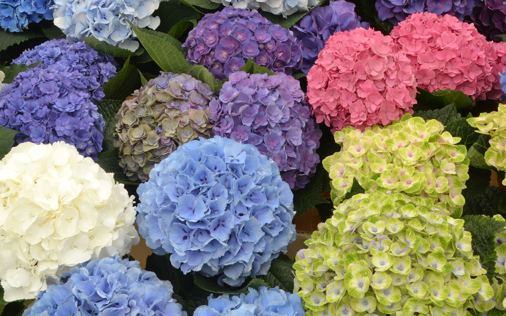 HYDRANGEA SEASON STARTED, CHECK OUT THE PROMOTIONAL VIDEO - Hydrangea ...