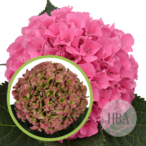 Royal Parade - Hydrangea Breeders Association