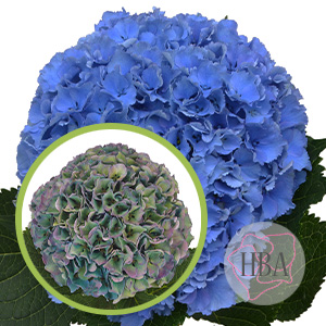 Royal Parade blue - Hydrangea Breeders Association
