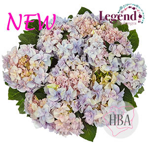 Fay blue - Hydrangea Breeders Association