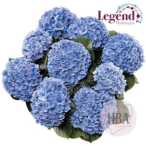 Felina blue - Hydrangea Breeders Association
