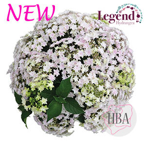 Haba soft pink - Hydrangea Breeders Association