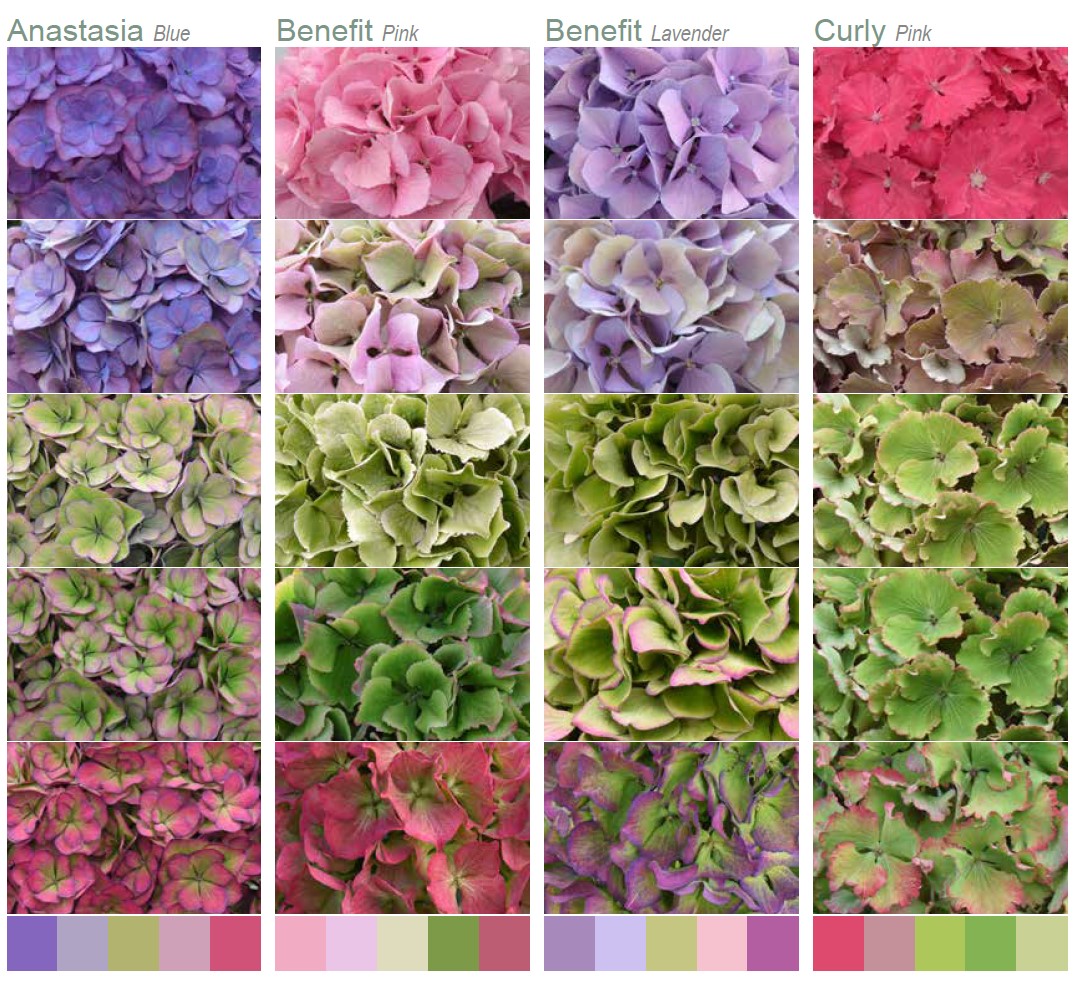 HBA PRESENTS COLOR POSTER CUT HYDRANGEA - Hydrangea Breeders Association