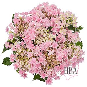 Floria pink - Hydrangea Breeders Association
