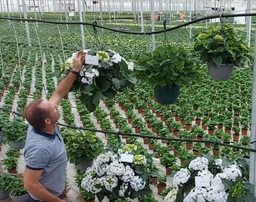 HABA AND TABLETENSIA IN HANGING BASKETS - Hydrangea Breeders Association