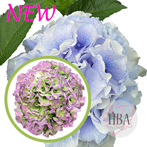 Royal Grandeur Blue - Hydrangea Breeders Association