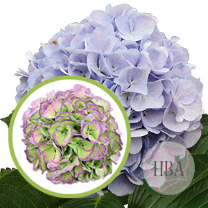 Royal Supreme blue - Hydrangea Breeders Association