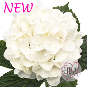 Royal Princess - Hydrangea Breeders Association