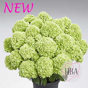 Pantera - Hydrangea Breeders Association