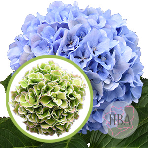 Royal Symphony blue - Hydrangea Breeders Association