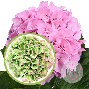 Royal Symphony - Hydrangea Breeders Association